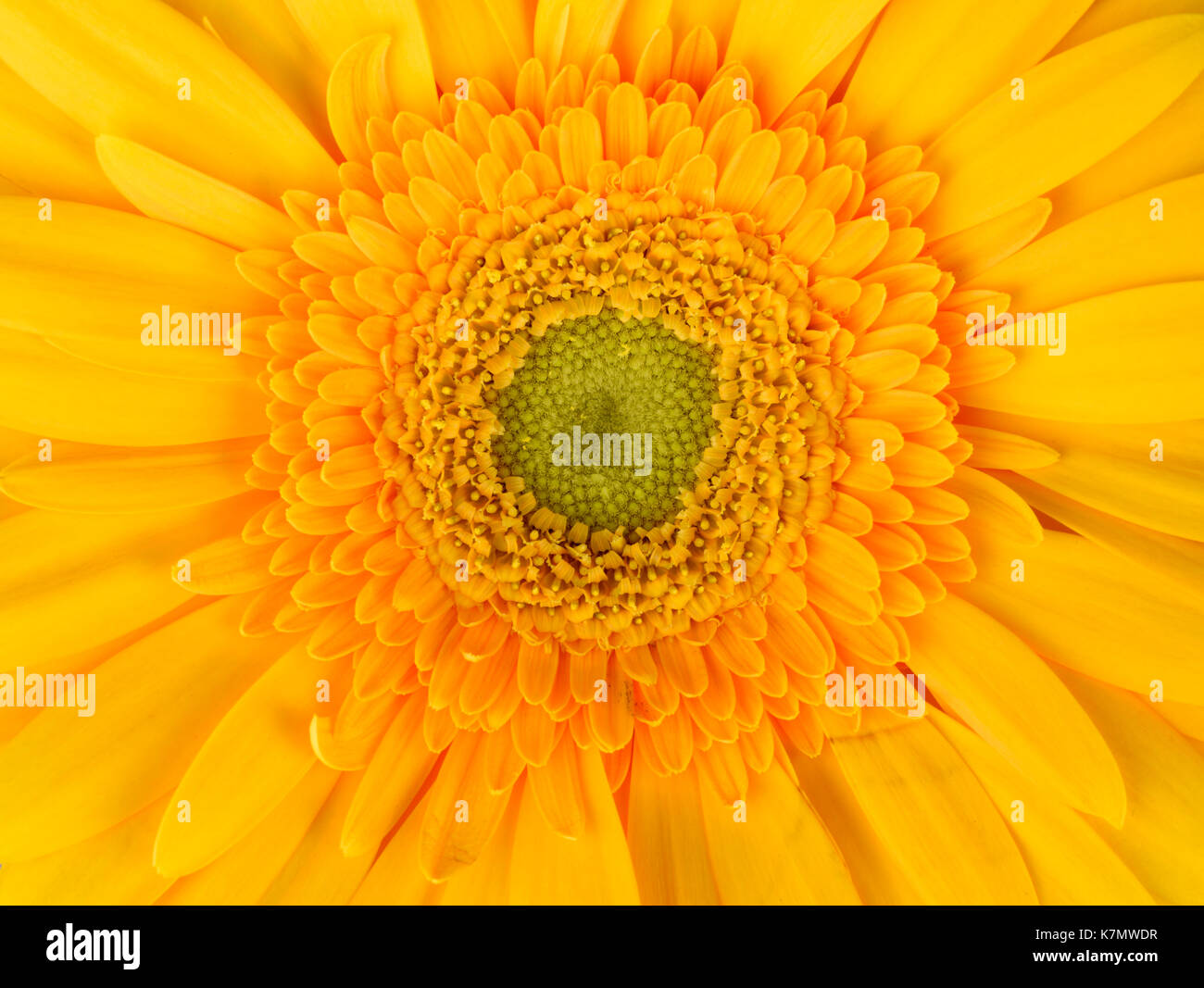 Gerberas that are yellow hi-res stock photography and images - Alamy