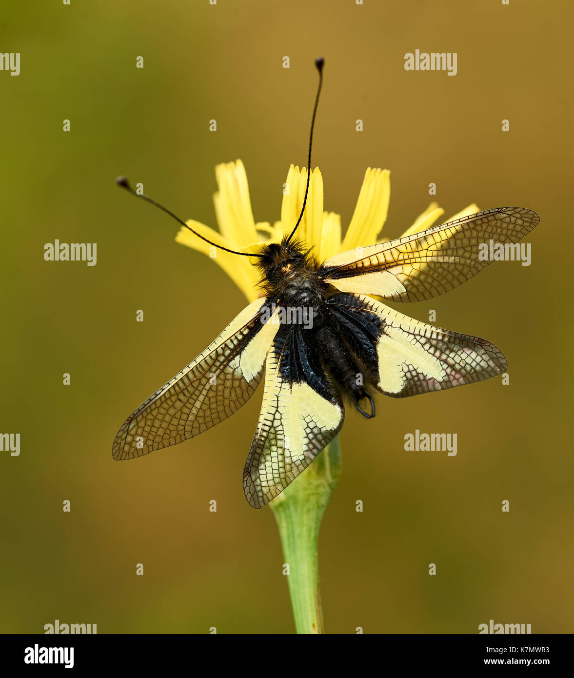 Owly sulphur is an owlfly species, it is a rare insect Stock Photo - Alamy