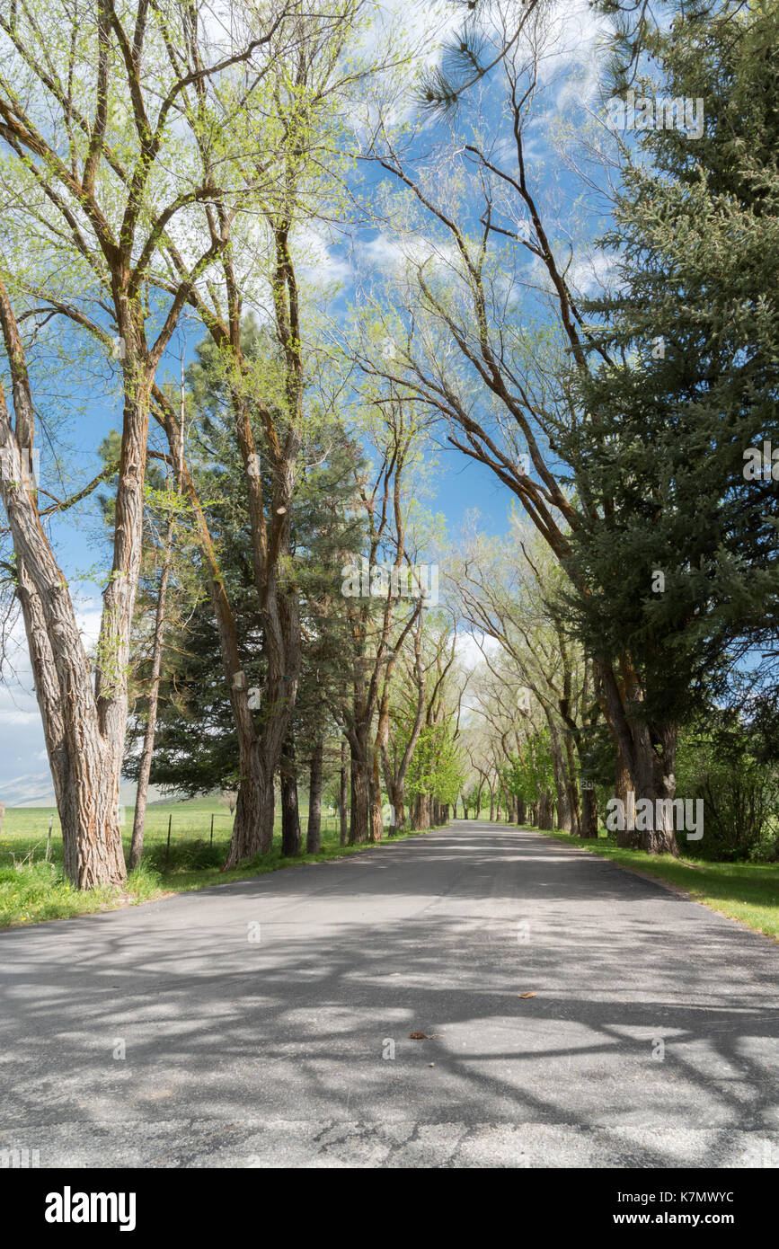 Tall tree lined country road hi-res stock photography and images - Alamy