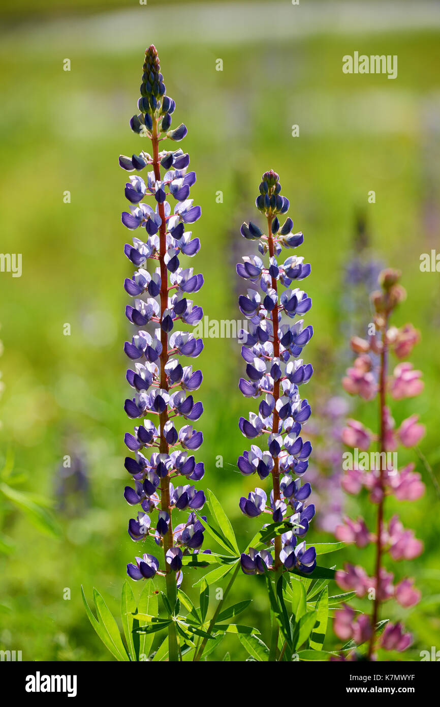 Beautiful blue Lupin photographed in Norway during spring Stock Photo ...