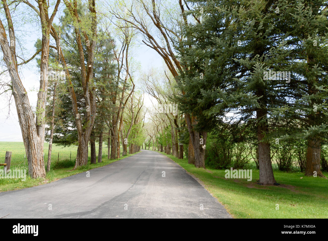 Tall tree lined country road hi-res stock photography and images - Alamy