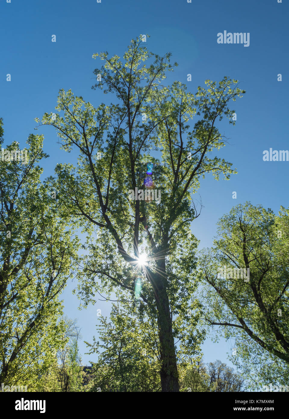 Warm sunny spring day vertical image hi-res stock photography and ...