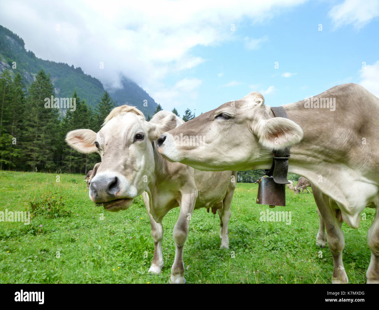 Brown cows in the alpine meadow at Engelberg on Switzerland Stock Photo ...