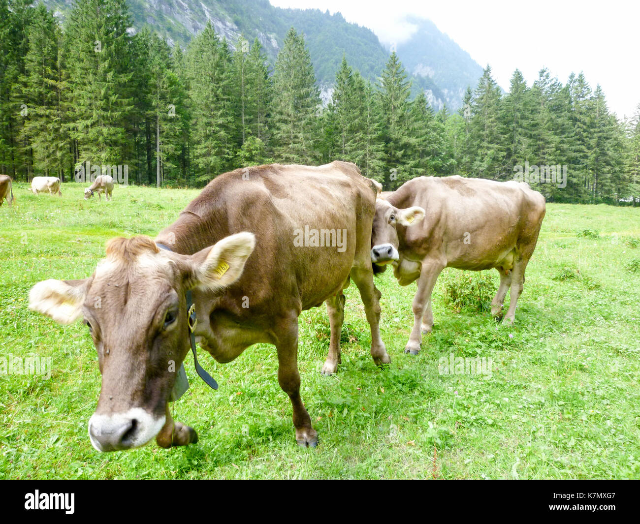 Brown cows in the alpine meadow at Engelberg on Switzerland Stock Photo ...