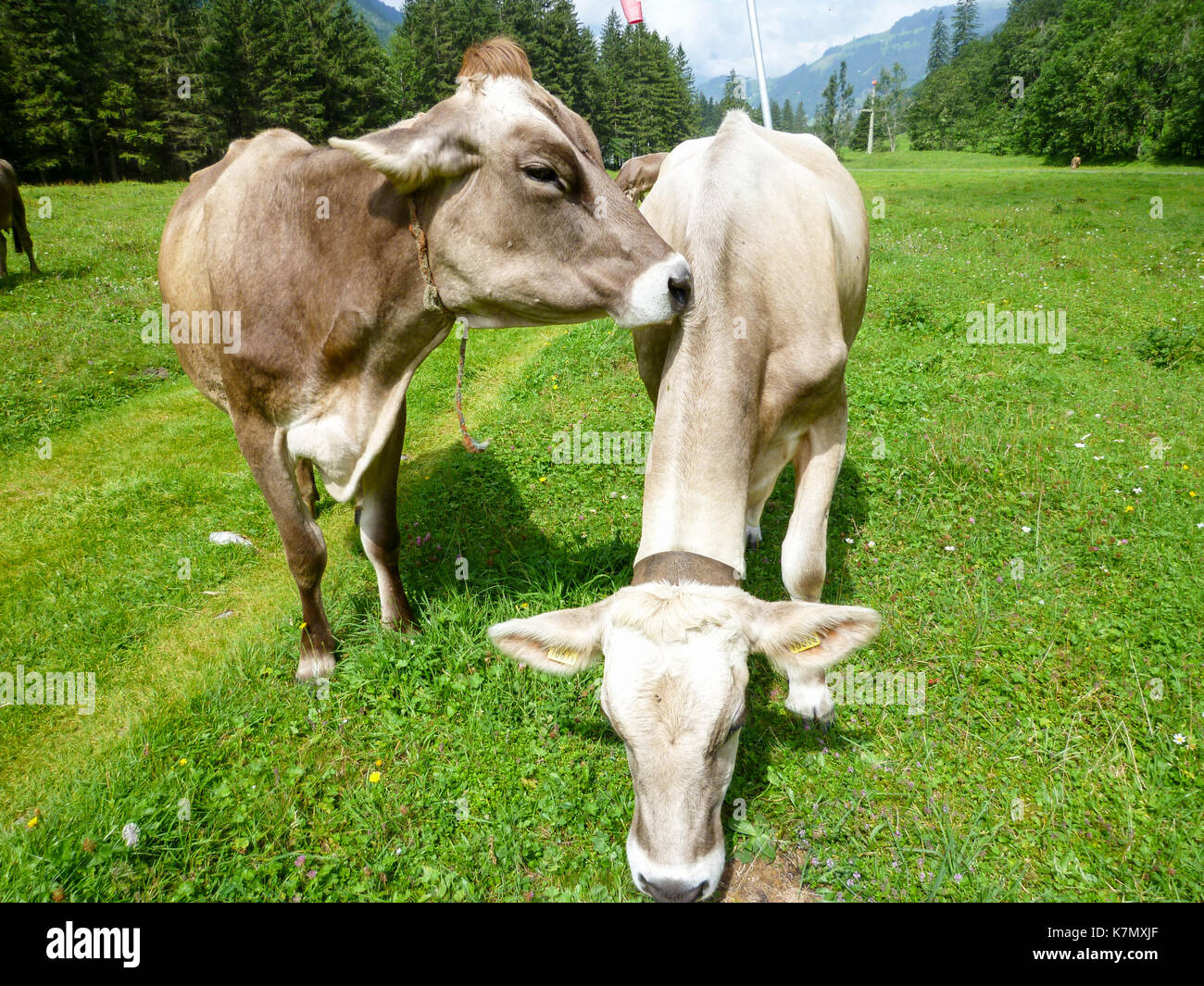 Brown cows in the alpine meadow at Engelberg on Switzerland Stock Photo ...