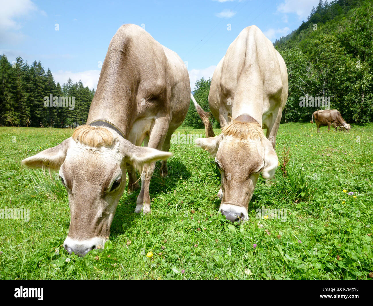Brown cows in the alpine meadow at Engelberg on Switzerland Stock Photo ...