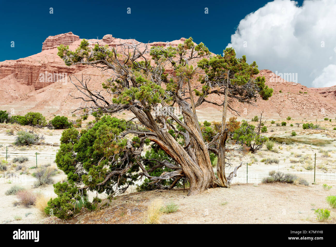 Utah desert tree sandstone hi-res stock photography and images - Alamy