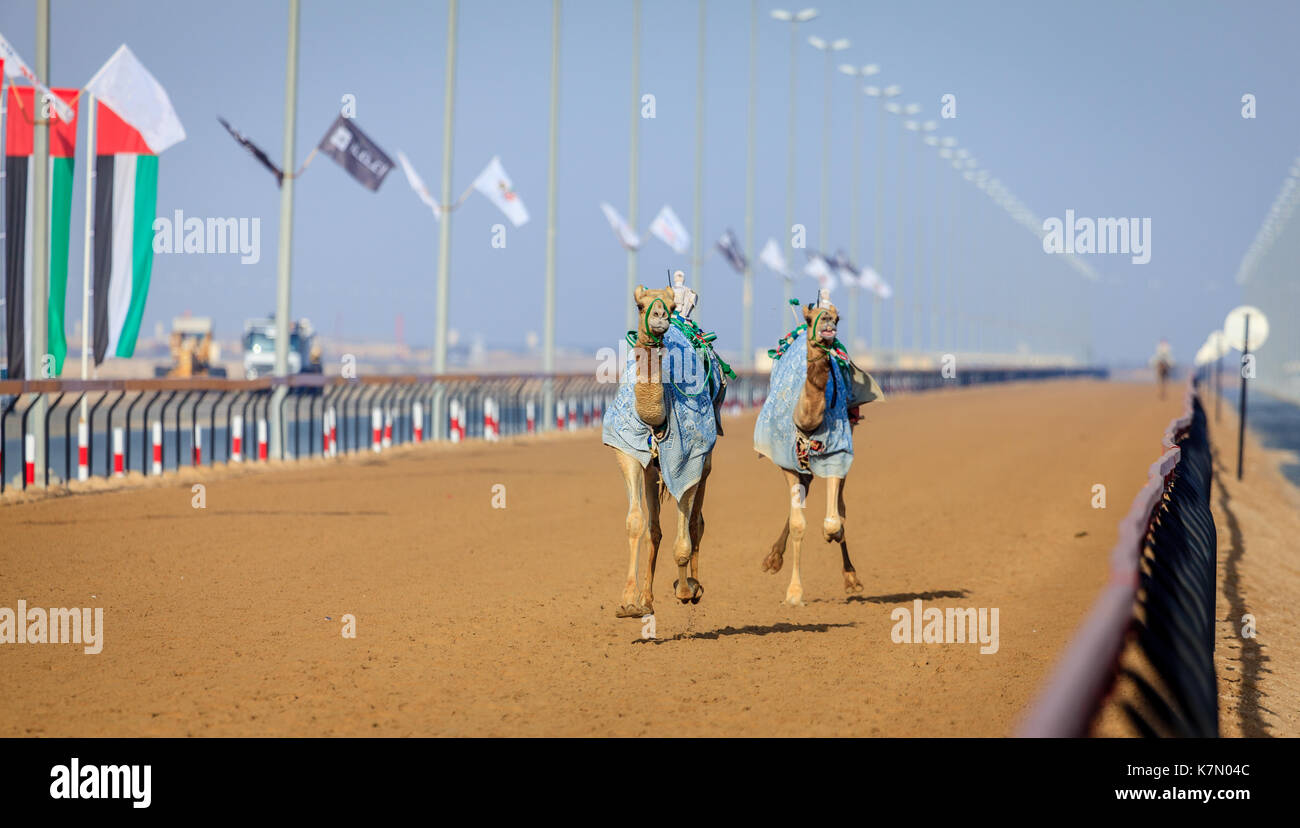 Camels with robot jokeys at racing practice near Dubai, UAE Stock Photo ...