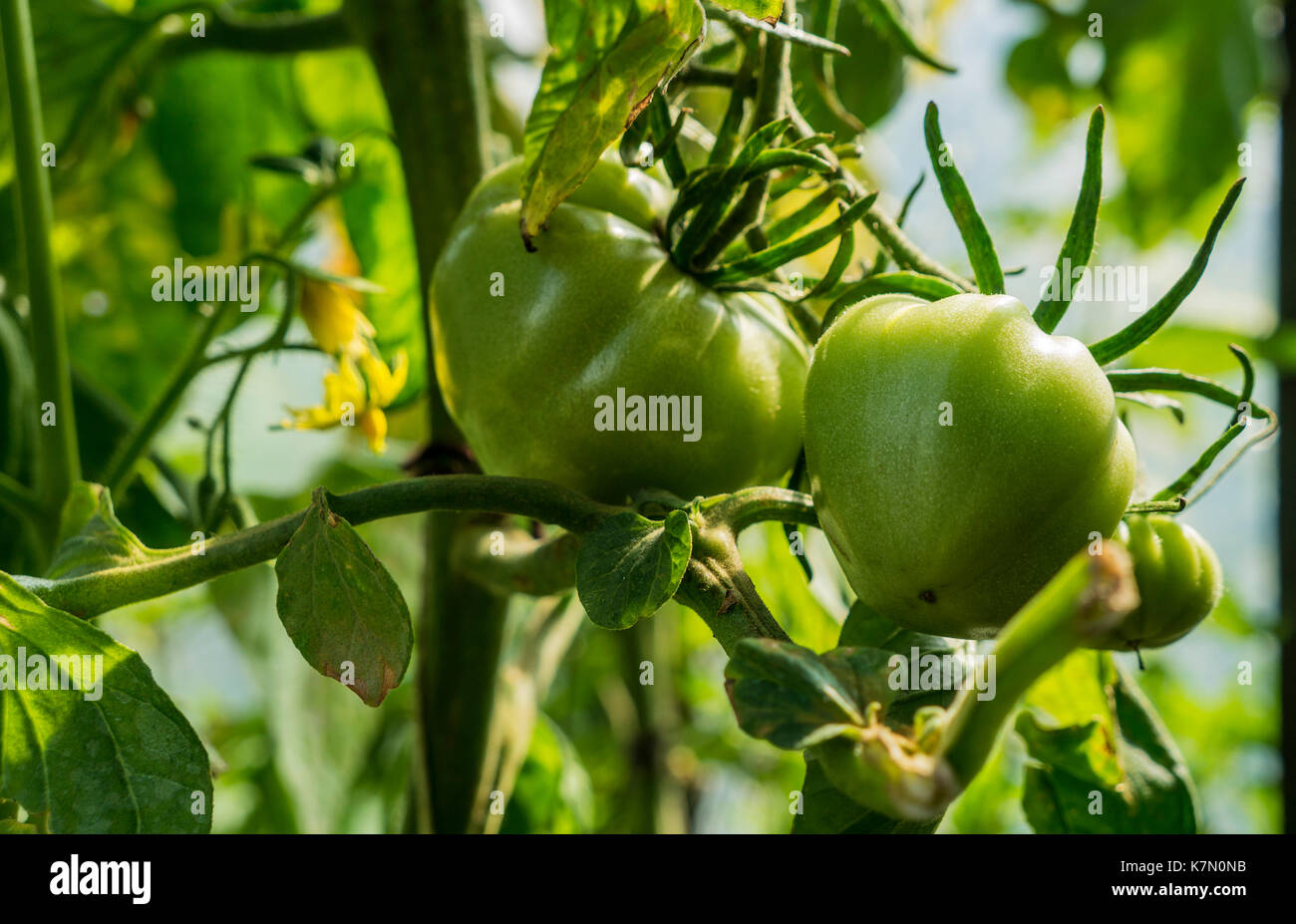 Green tomatoes on a bush Stock Photo - Alamy