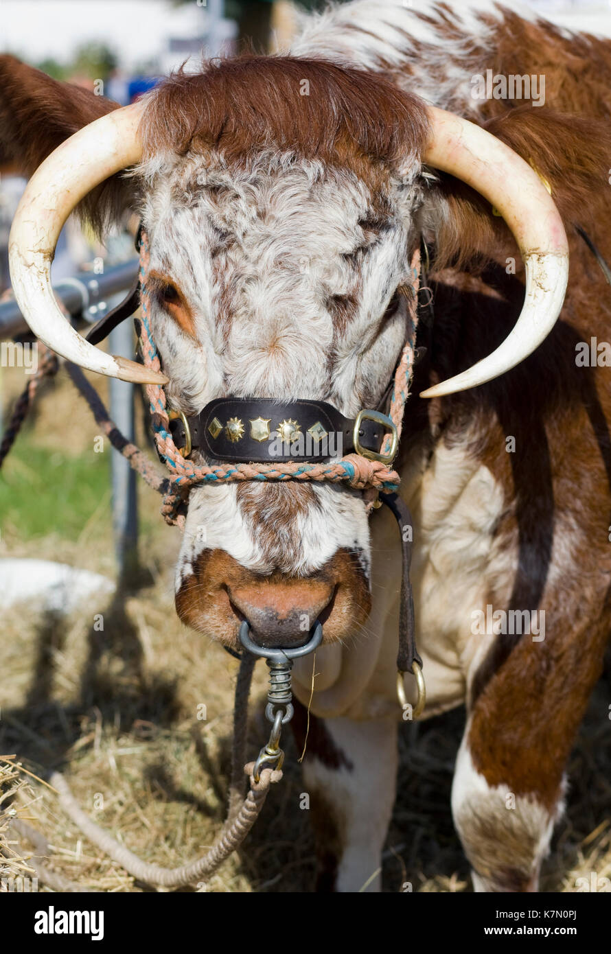 English longhorn cattle at a showground Stock Photo - Alamy