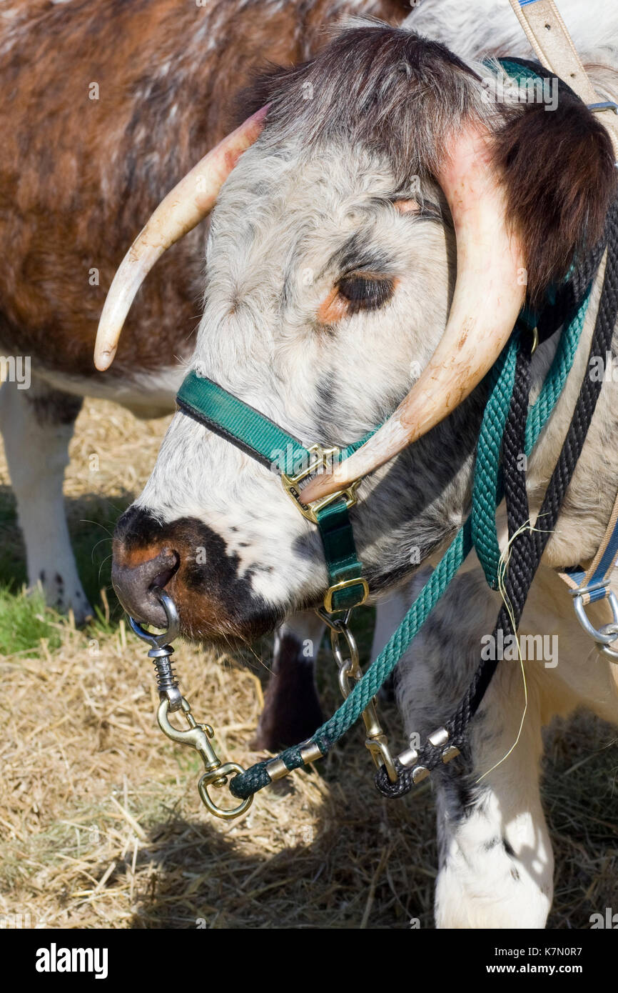 English longhorn cattle at a showground Stock Photo - Alamy