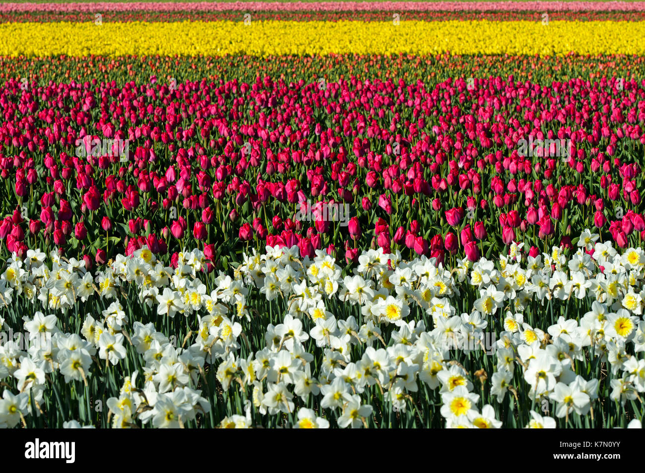 Onion flowers hi-res stock photography and images - Alamy