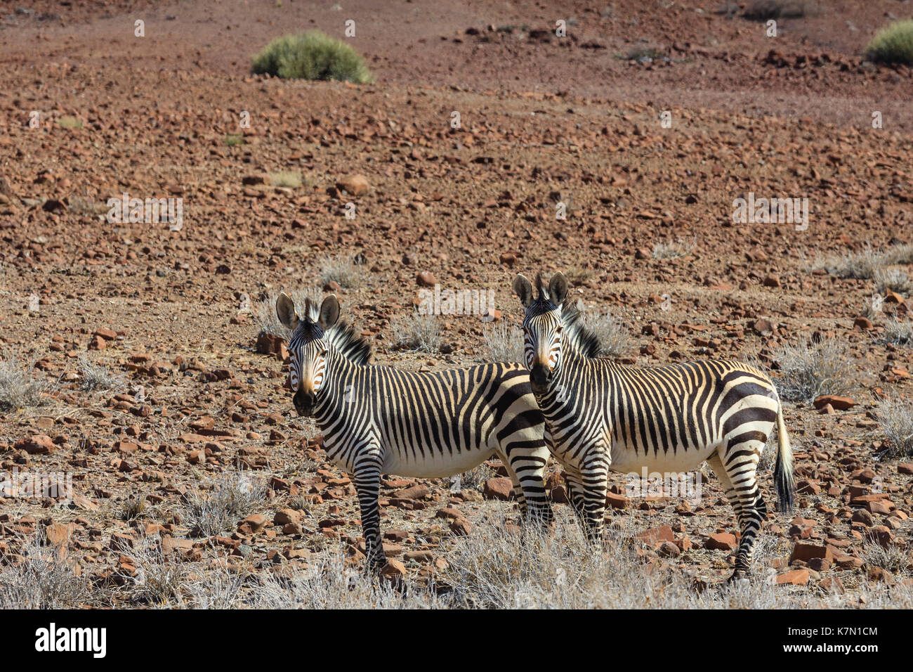 Hartmanns mountain zebra damaraland namibia hi-res stock photography ...