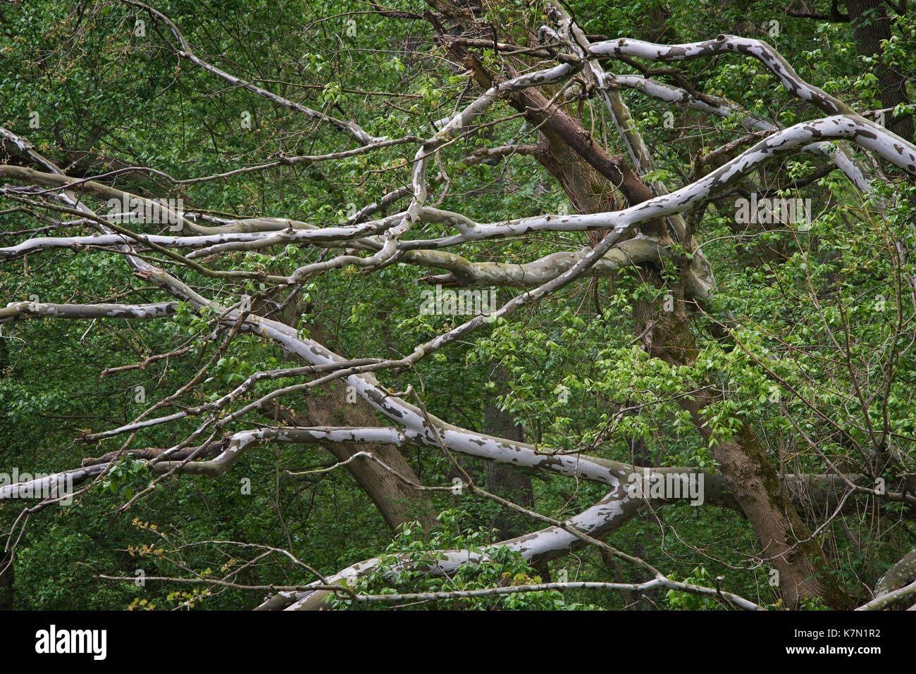 Sycamore tree spring hi-res stock photography and images - Alamy