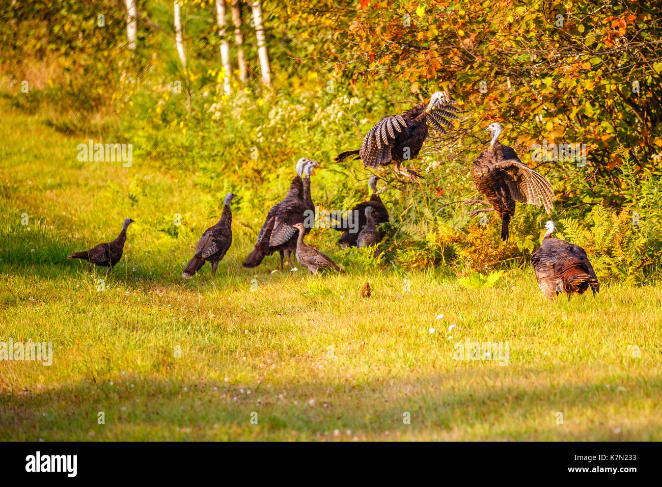 Wisconsin wild turkeys fighting in mid air during autumn Stock Photo ...