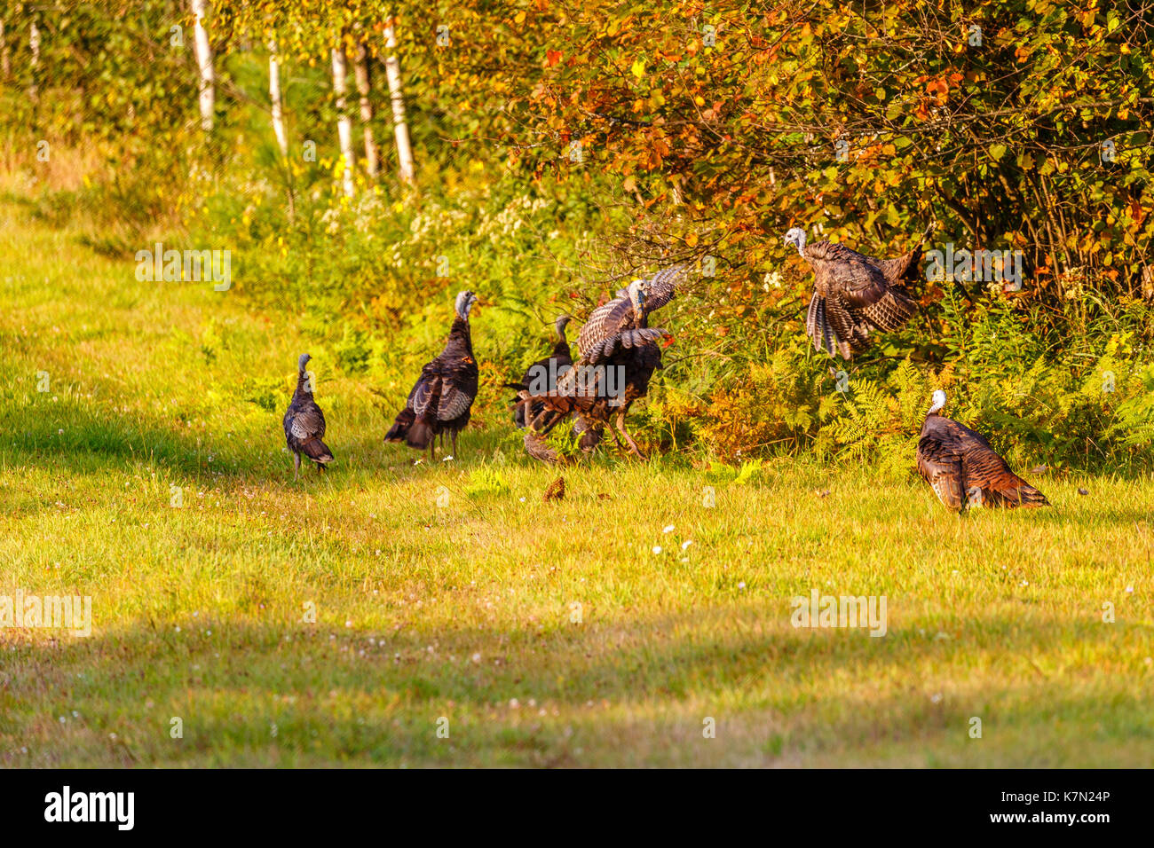 Wild turkeys fighting in a Wisconsin field in September Stock Photo - Alamy