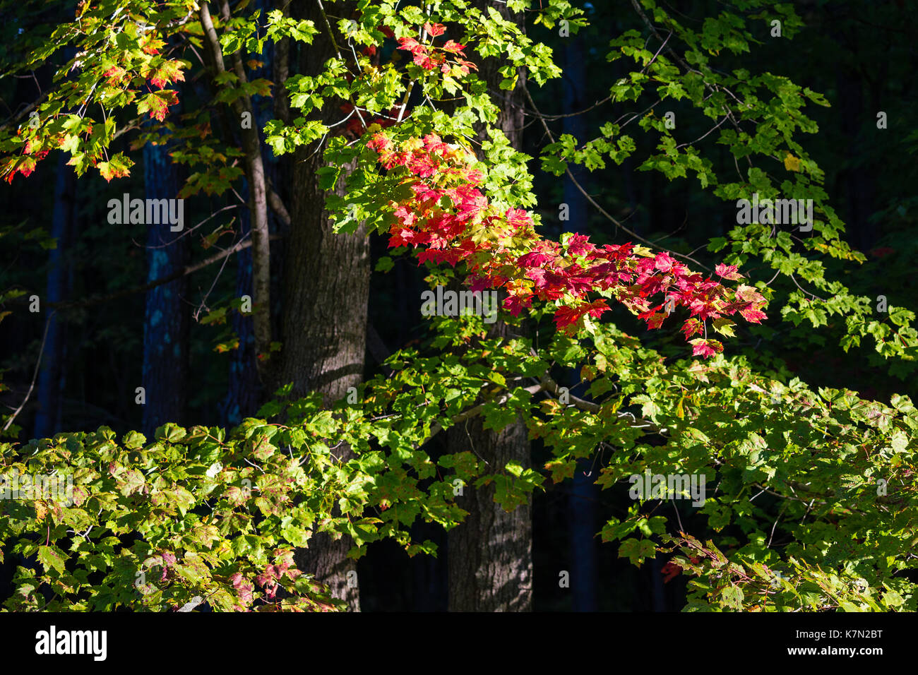 Start of the color turn on a maple tree Stock Photo - Alamy