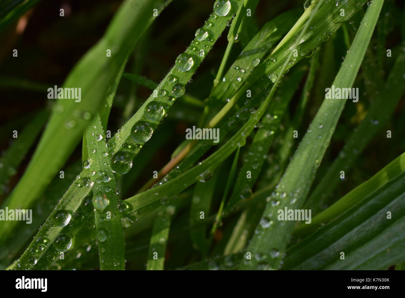 Wet grass land hi-res stock photography and images - Alamy