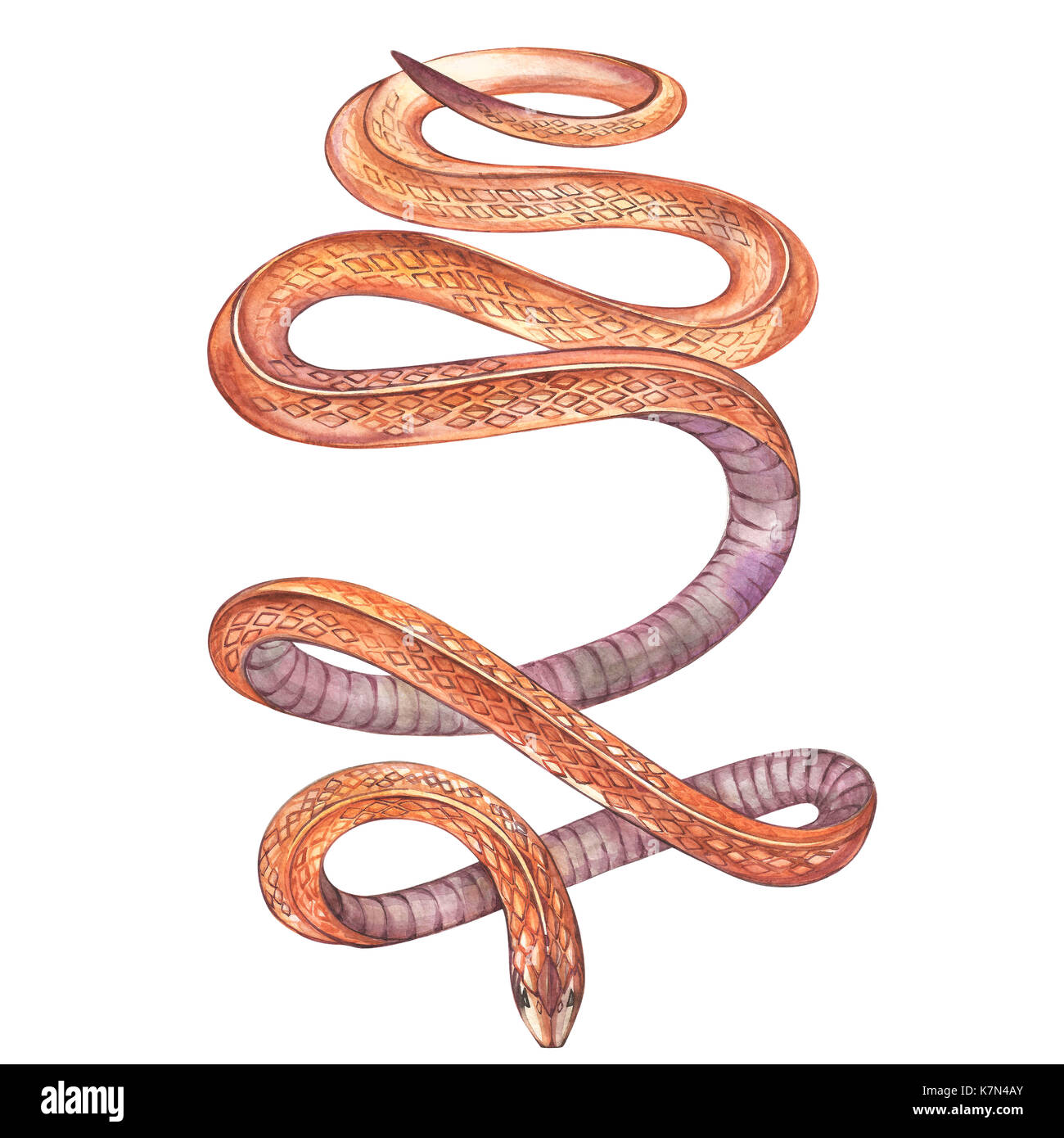 Set of hand drawn watercolor illustration with a snake. Element for ...