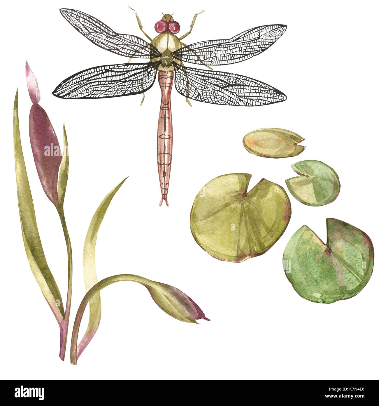 Set of hand drawn watercolor botanical illustration of swamp theme ...