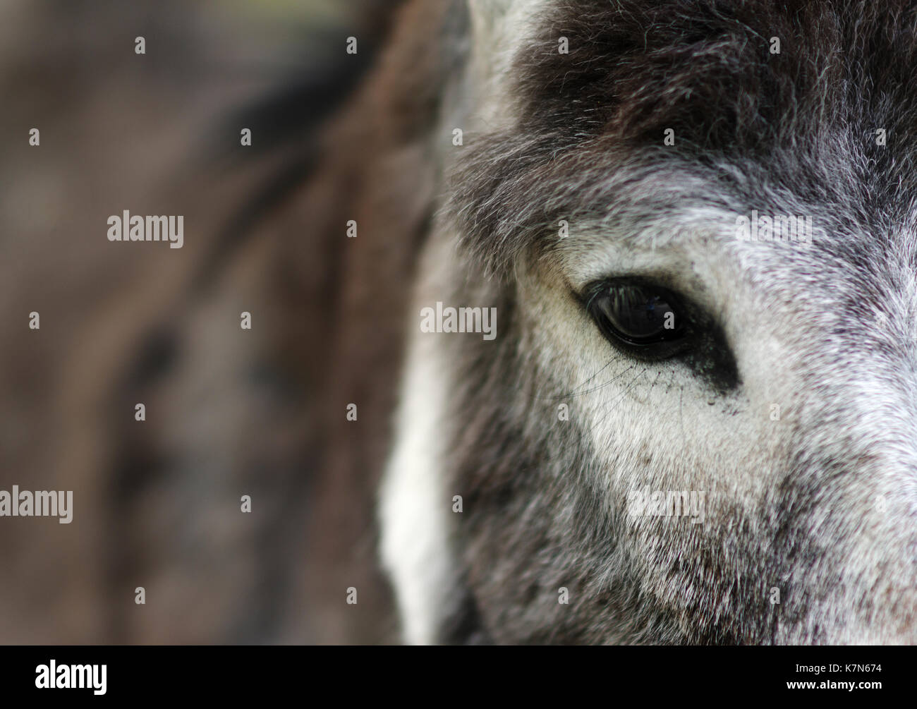 Eye of a donkey Stock Photo - Alamy