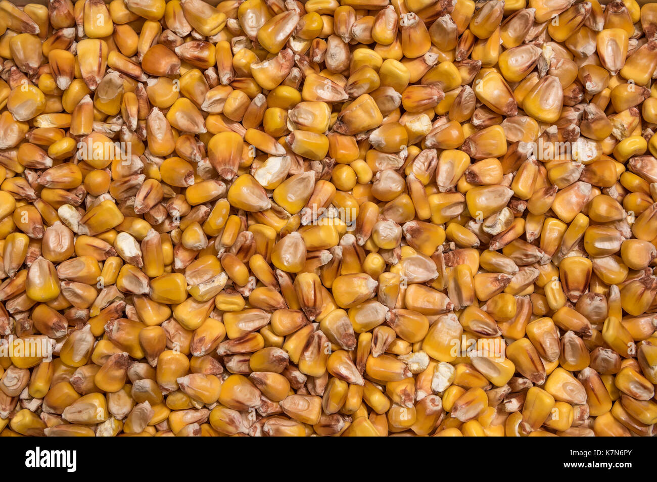 Corn seeds background Stock Photo - Alamy