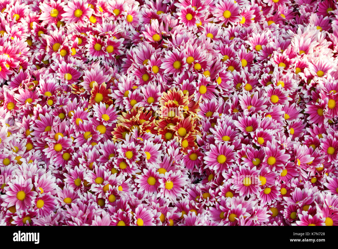 Top view full bloom flower background Stock Photo - Alamy