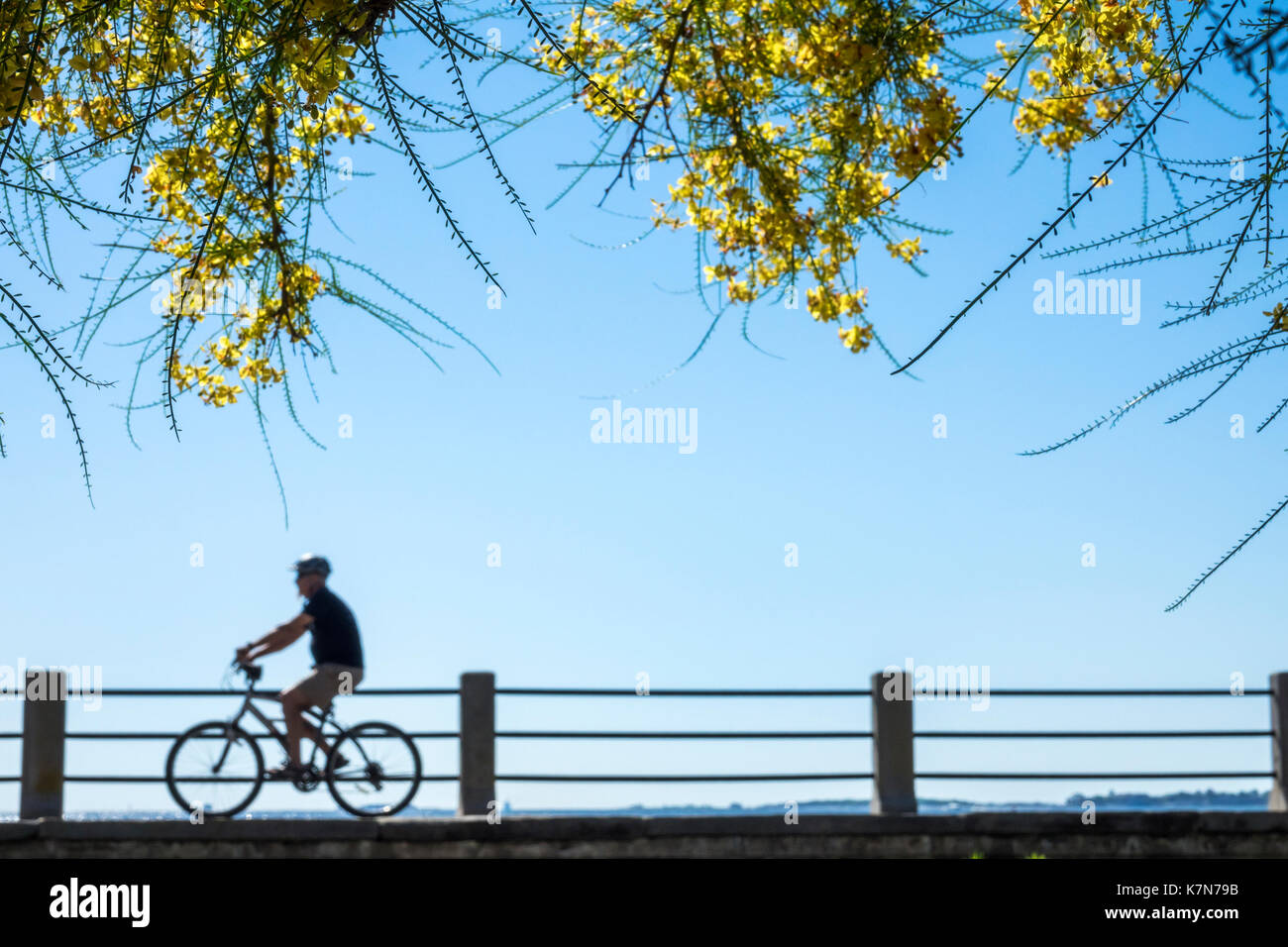 Charleston South Carolina,waterfront,East Battery,seawall,promenade ...
