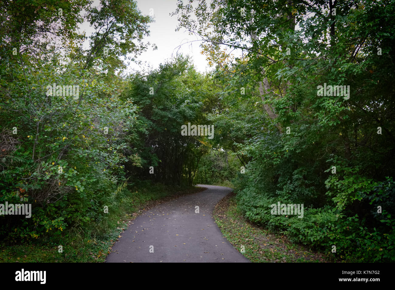 Path in the woods Stock Photo - Alamy