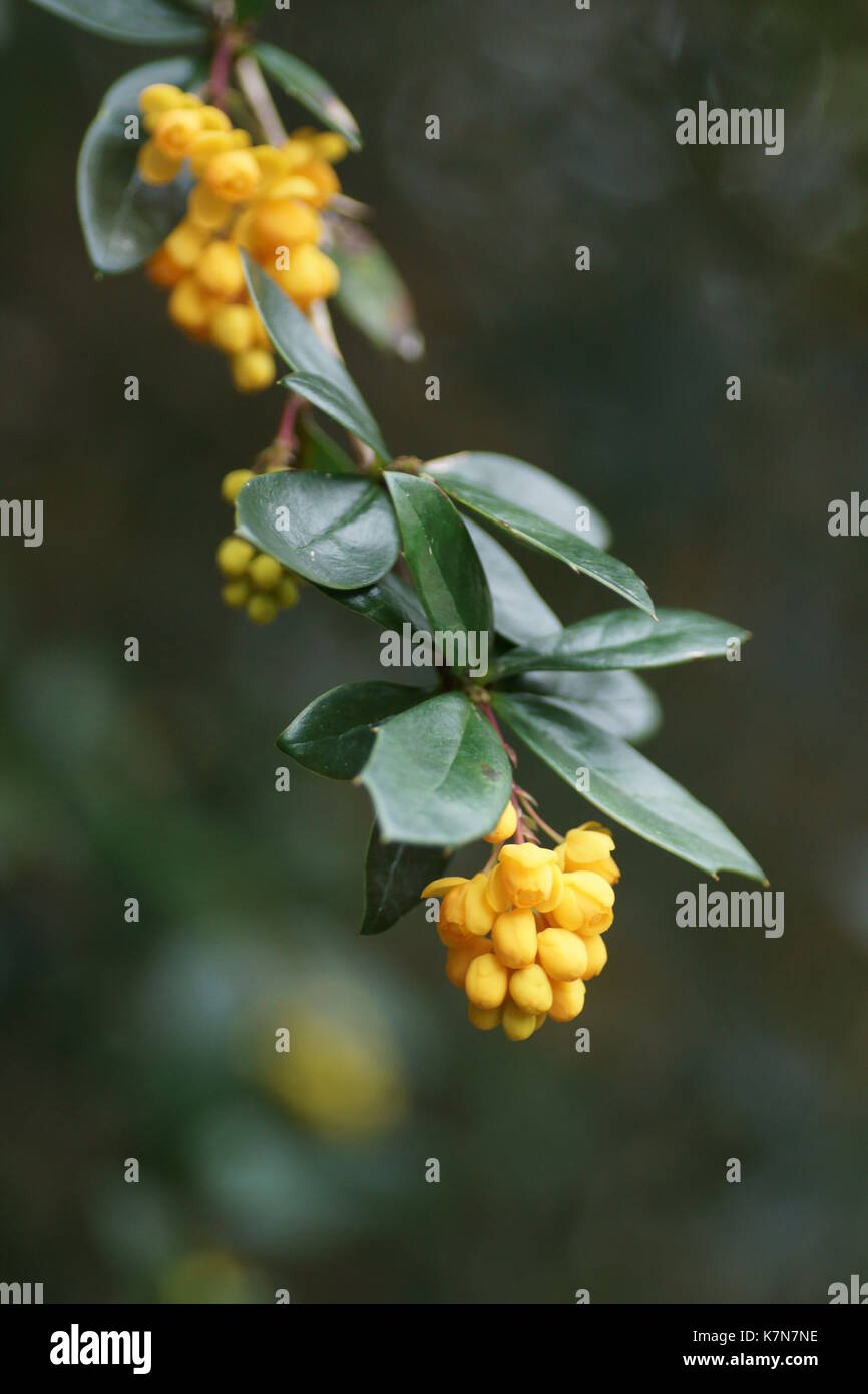 Goldilocks hi-res stock photography and images - Alamy