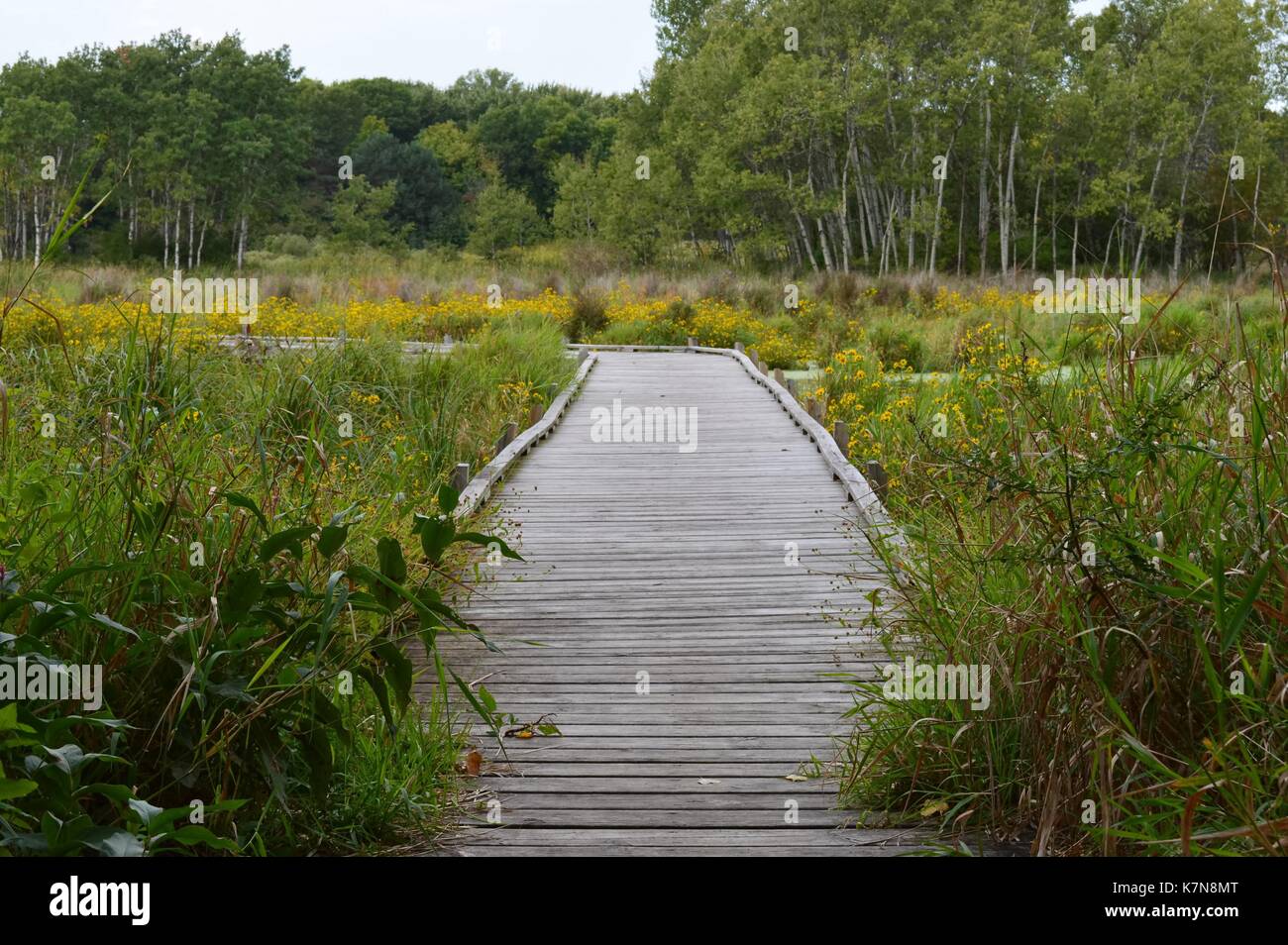 Boardwalk in the wetland Stock Photo - Alamy