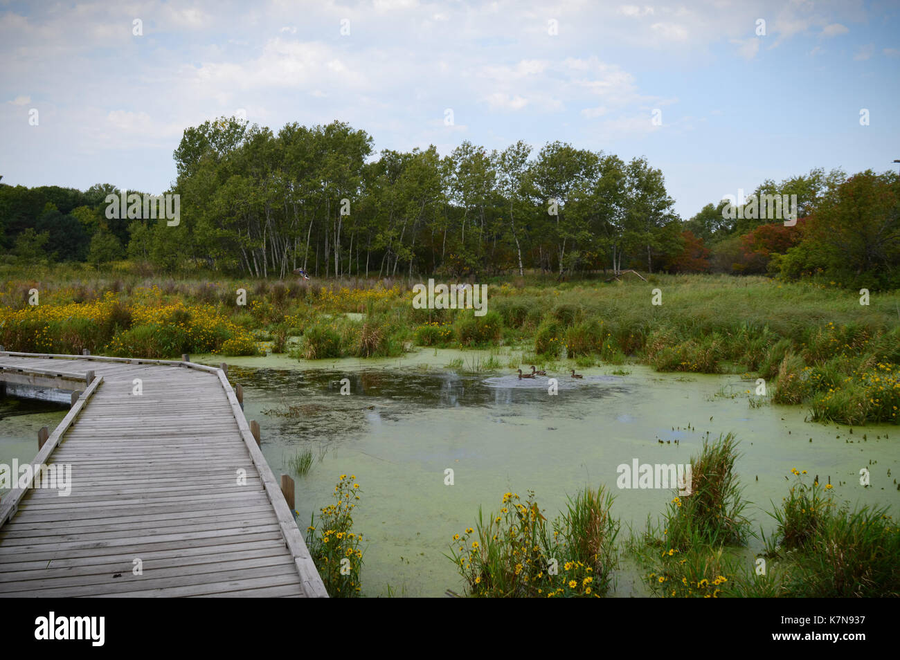 Boardwalk in the wetland Stock Photo - Alamy