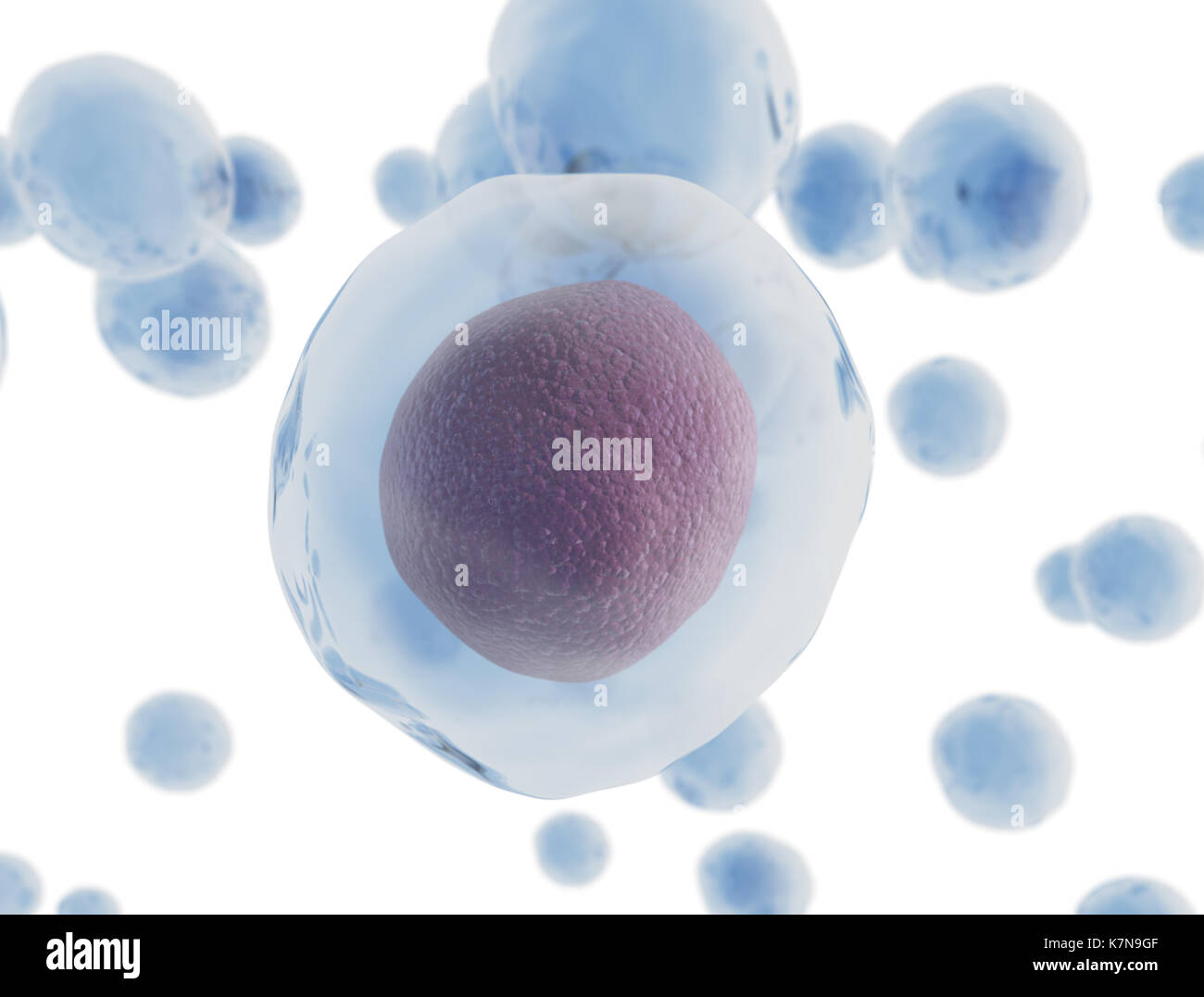Cells mitosis microscope hi-res stock photography and images - Alamy