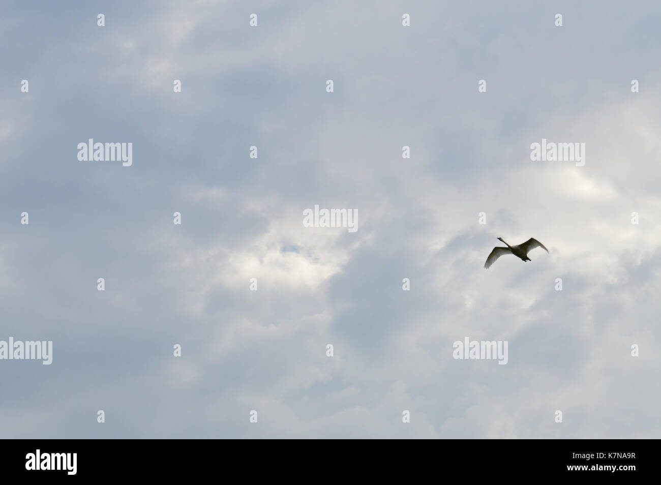 Clouds wings hi-res stock photography and images - Alamy