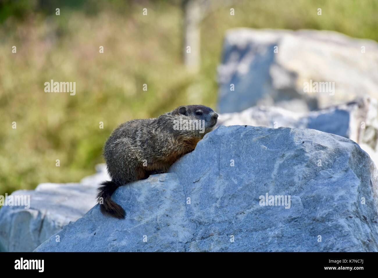 Groundhog (Marmota monax Stock Photo - Alamy