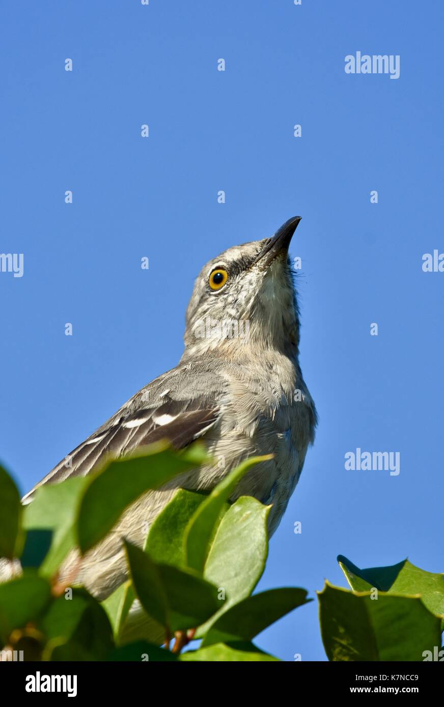 Northern mockingbird (Mimus polyglottos Stock Photo - Alamy