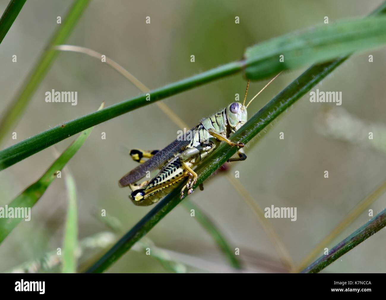 Grasshopper (Caelifera) on a blade of grass Stock Photo - Alamy