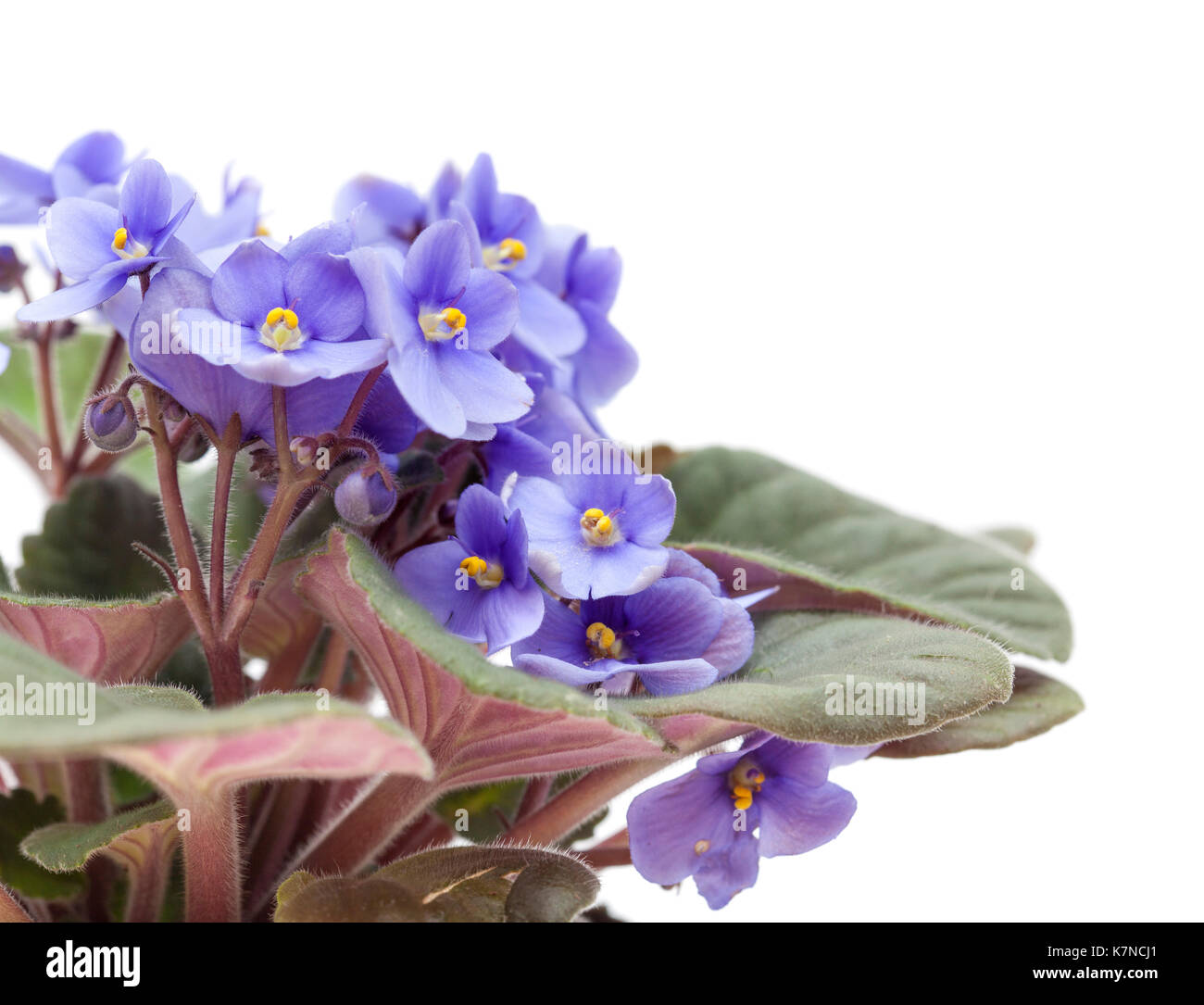 light blue african violet plant isolated on white Stock Photo - Alamy
