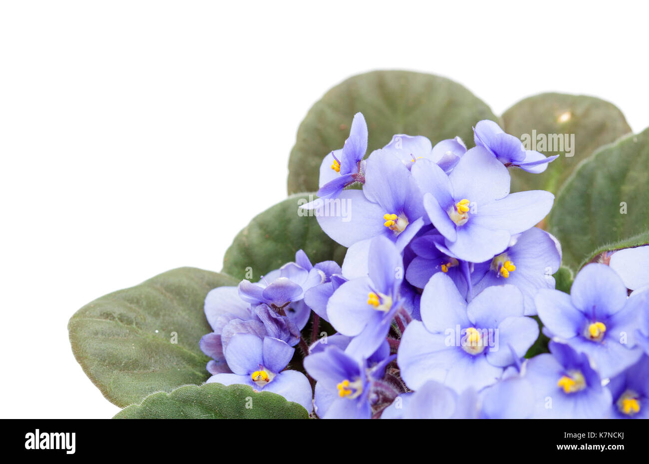 light blue african violet plant isolated on white Stock Photo - Alamy
