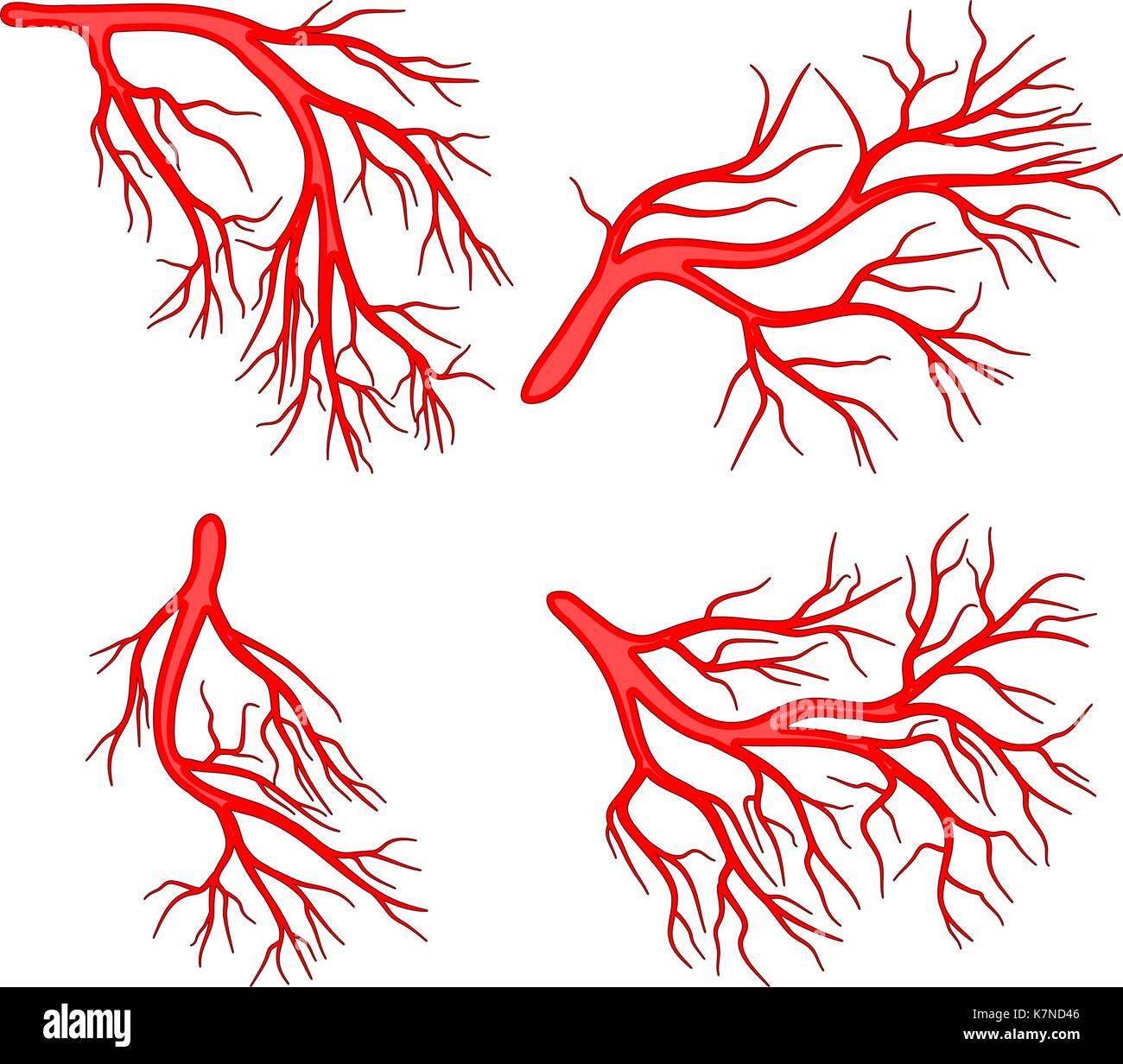 human vein set vector symbol icon design. Beautiful illustration ...