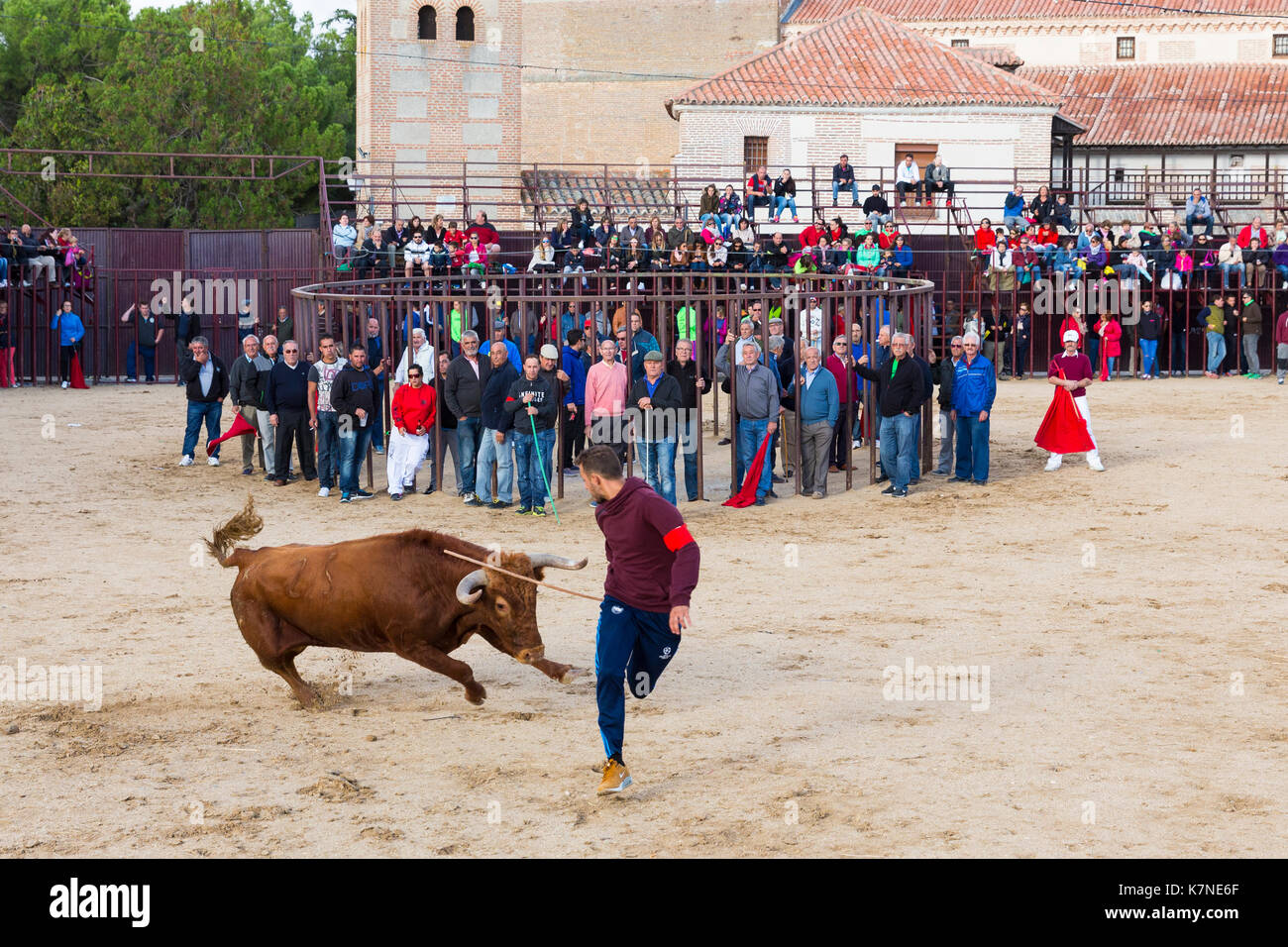 Local people challenging bull during traditional festival at Madrigal ...