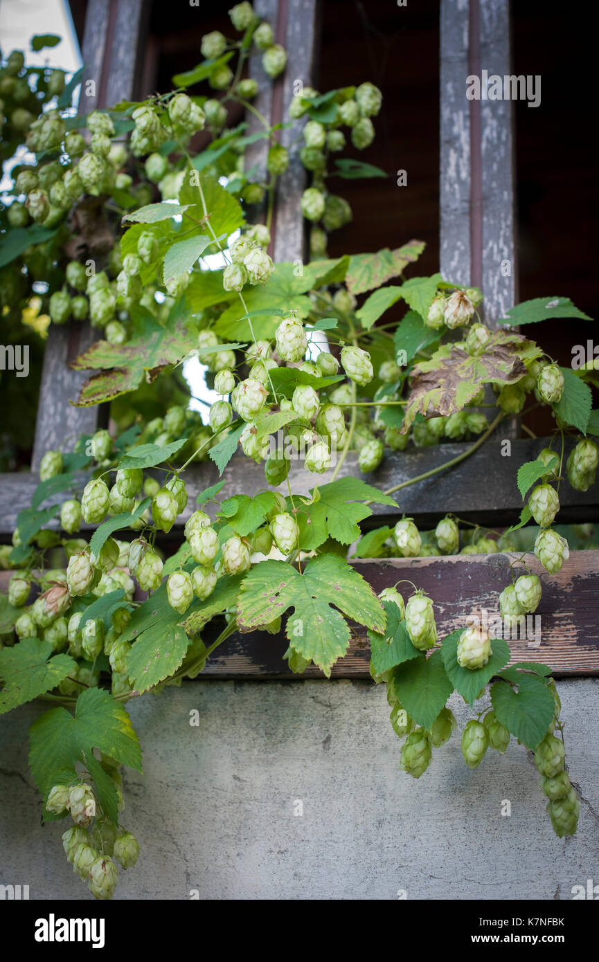 Wild hops hi-res stock photography and images - Alamy