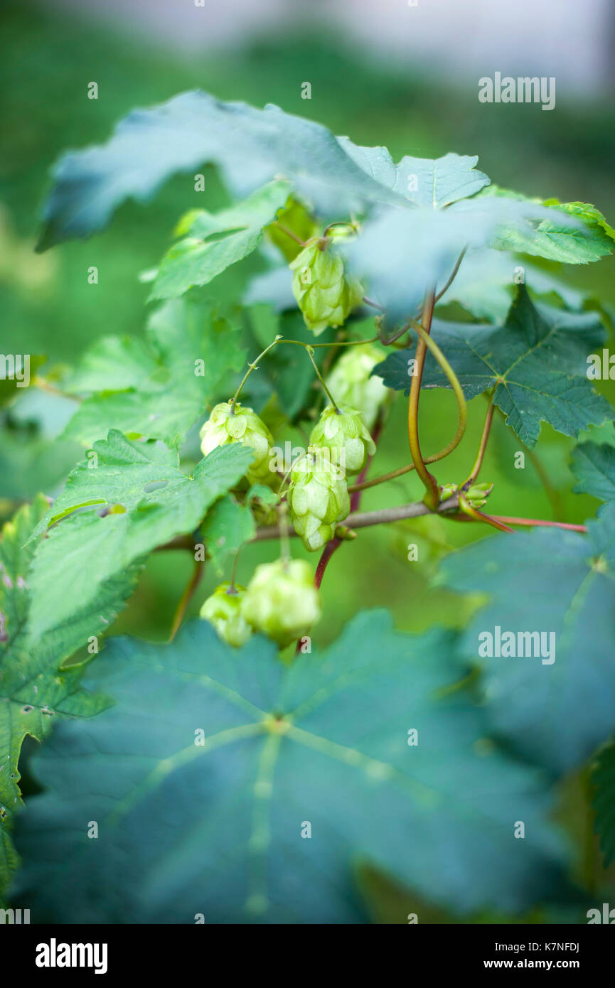 Wild hops hi-res stock photography and images - Alamy