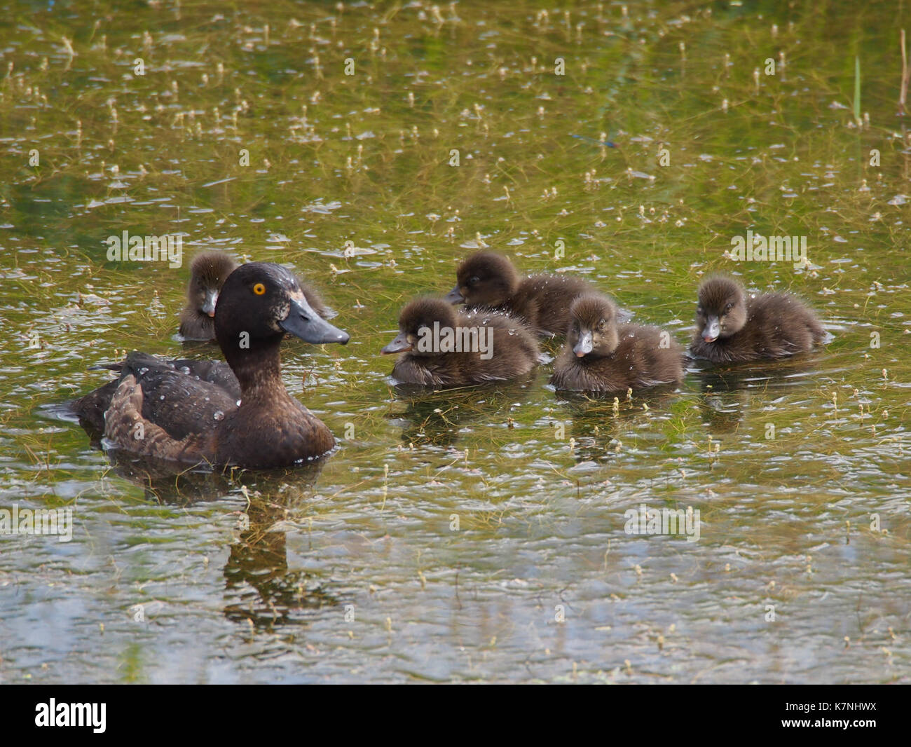 This photograph features a group of ducks with their ducklings ...