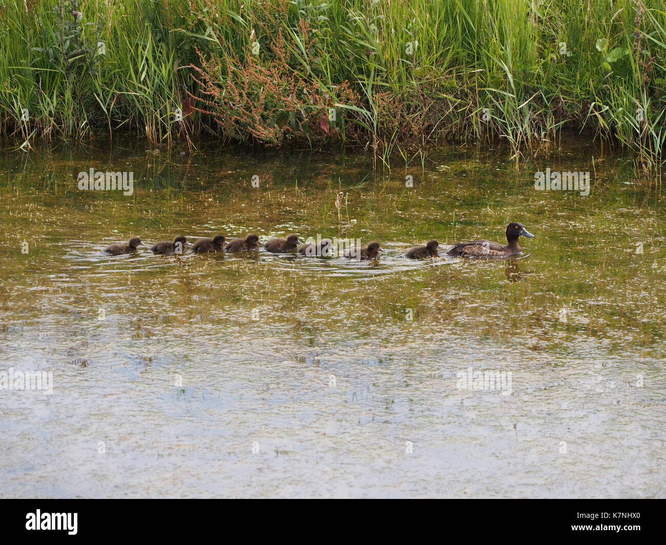 Coordinated line hi-res stock photography and images - Alamy
