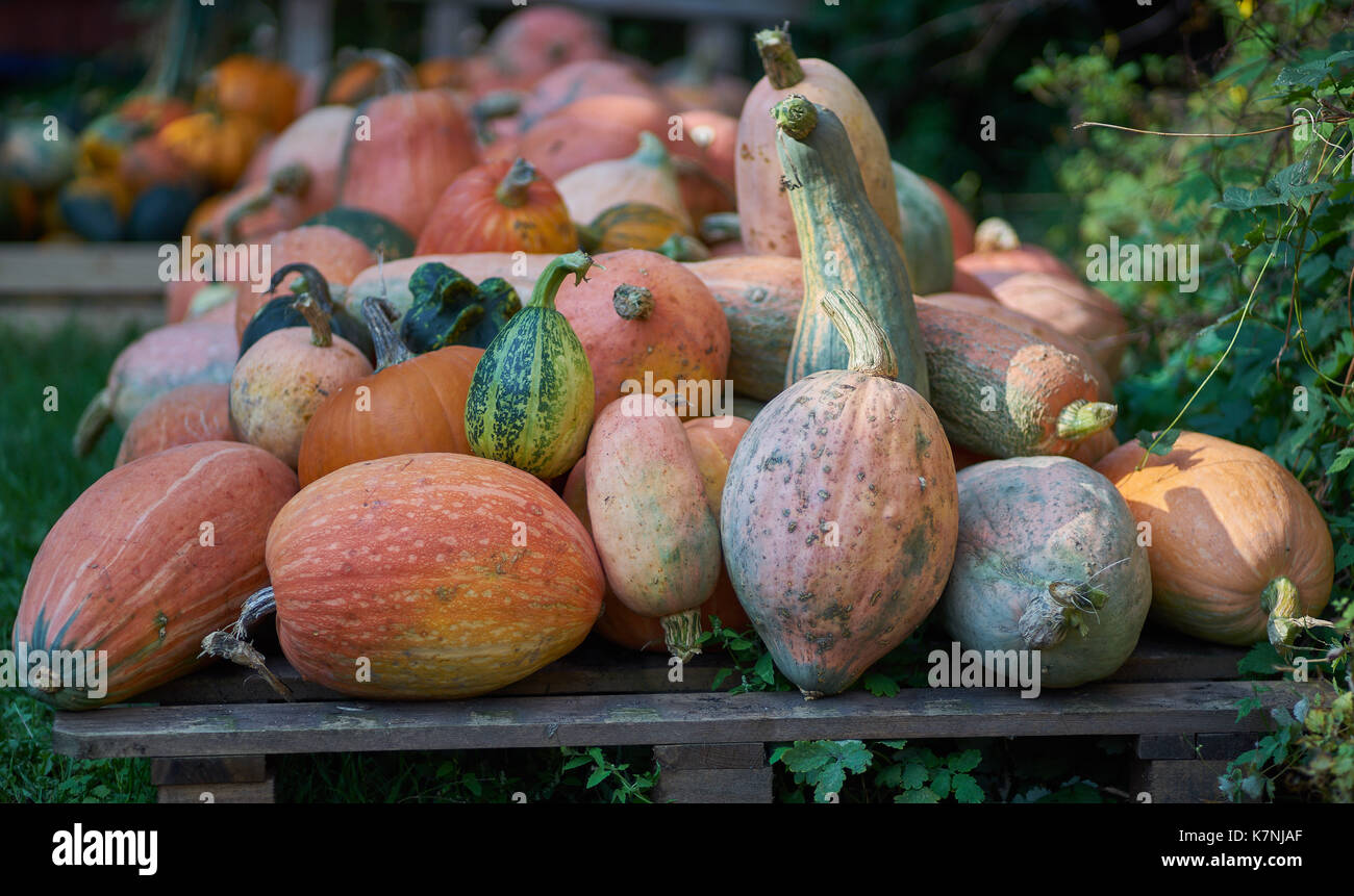 many multicolor pumpkins many multi-shaped pumpkins many colorful ...