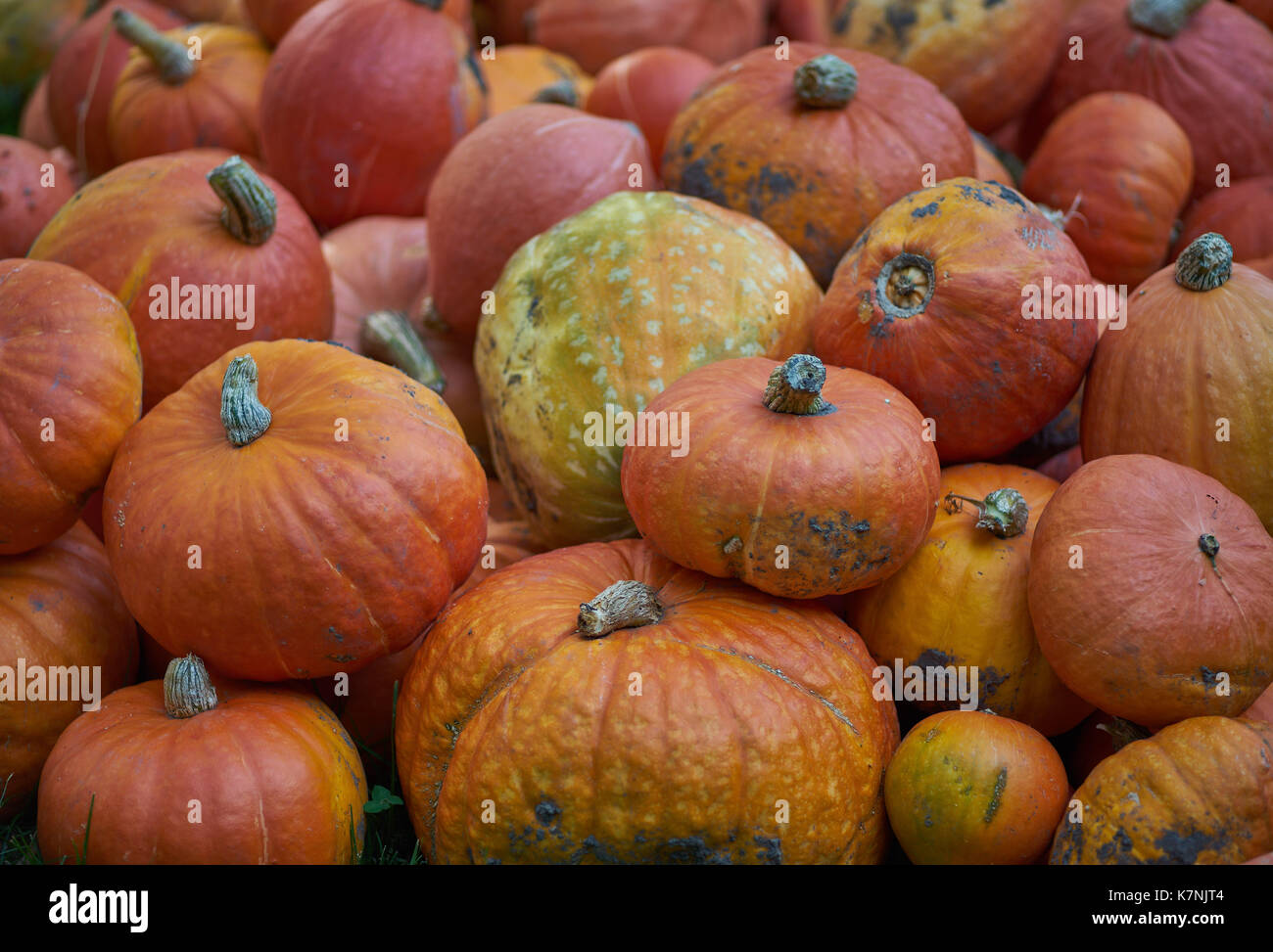 Multi shaped pumpkins hi-res stock photography and images - Alamy