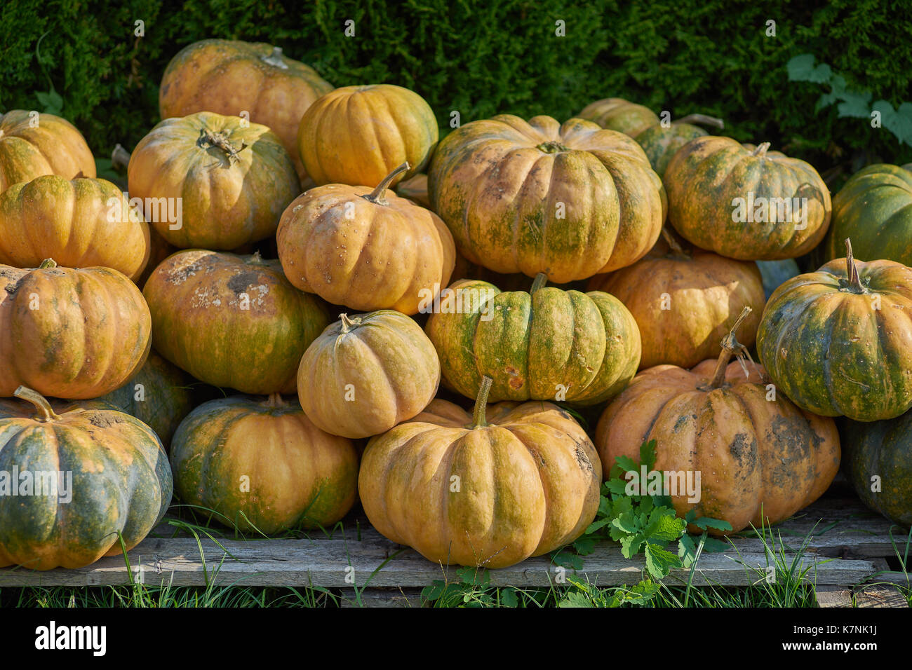 Multi shaped pumpkins hi-res stock photography and images - Alamy