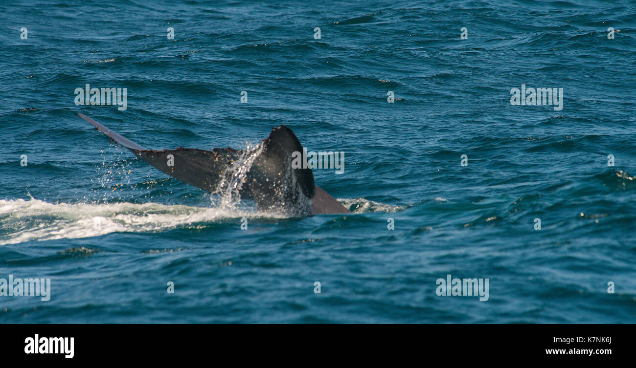 Blue Whale Flukes Stock Photo - Alamy