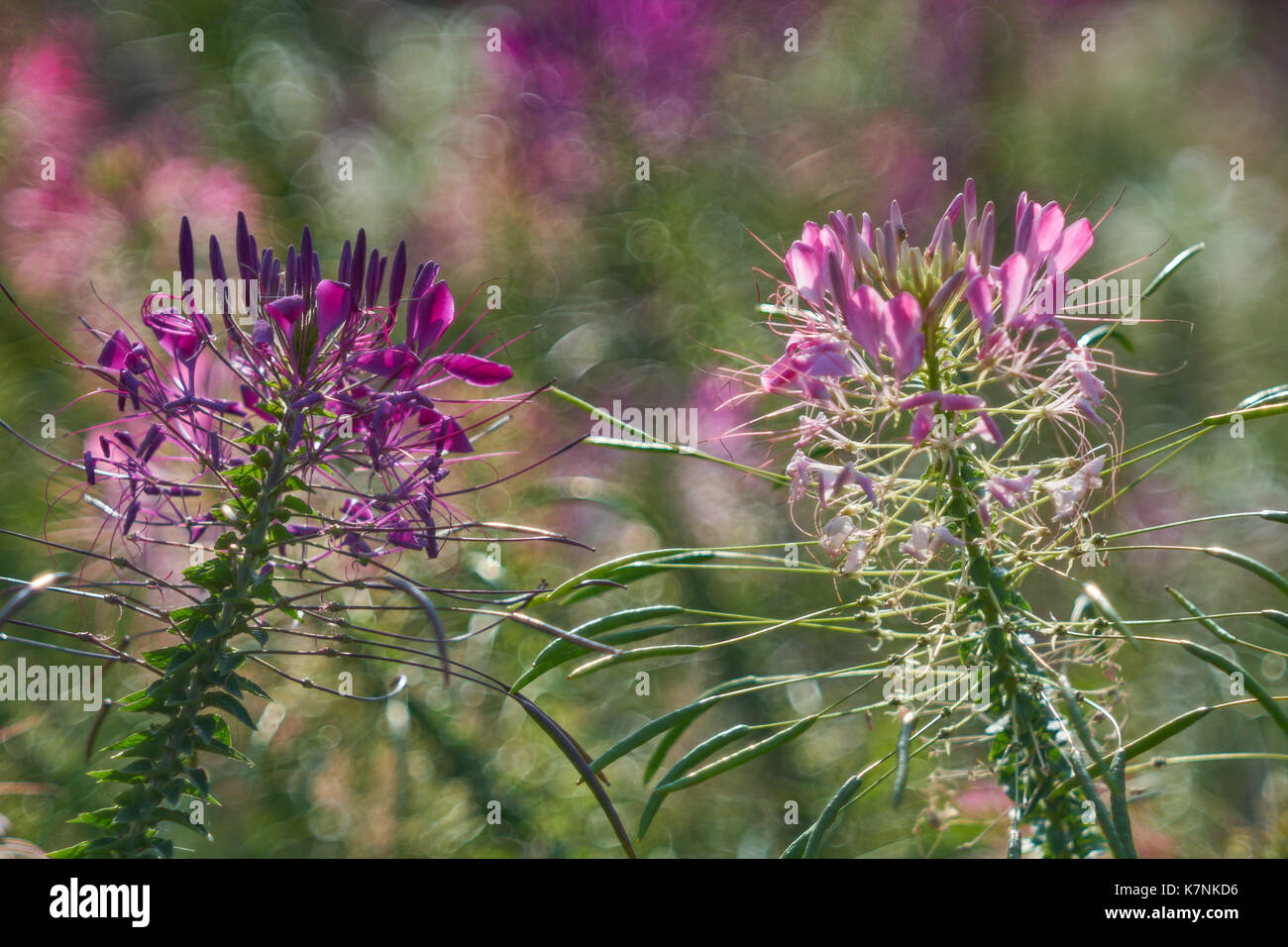 Spider plants hi-res stock photography and images - Alamy